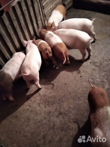 Поросенок дюрок-кб