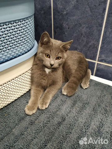 Котенок, девочка, 4 мес