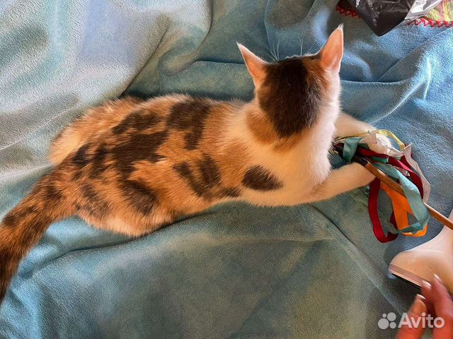 2 сестрички