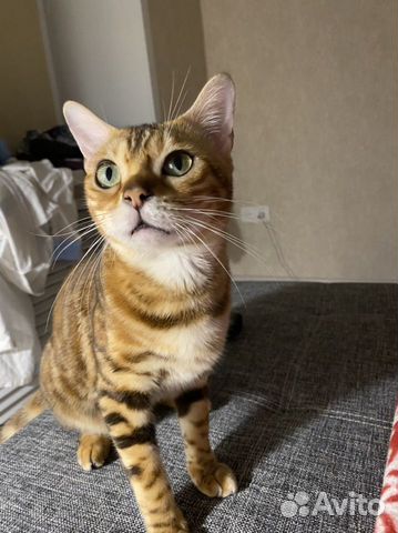 Бенгальские котята в любимцы и разведение