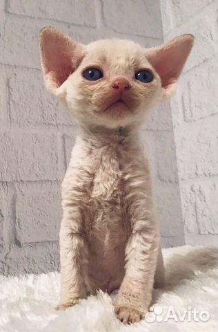 Кудрявое чудо