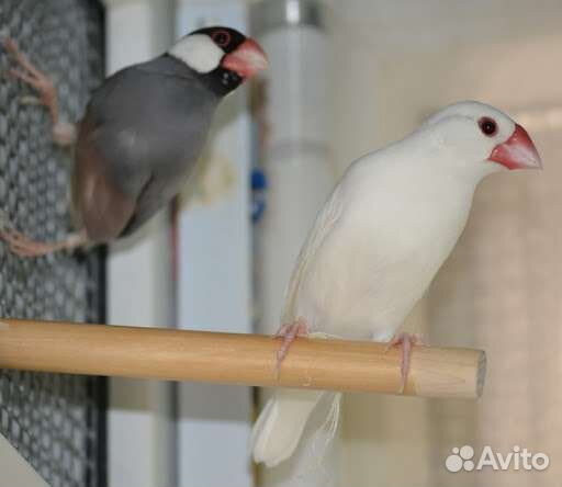 Рисовые амадины