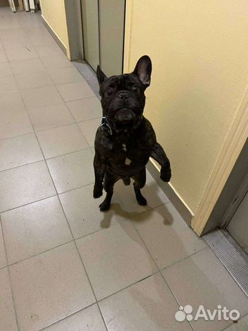 Французский бульдог