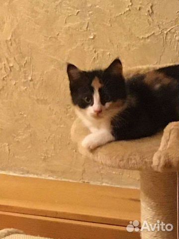 Кошка в дар