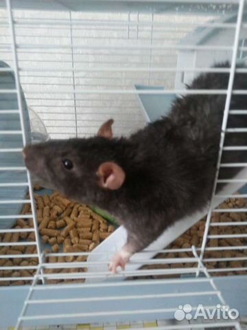 Крыса с клеткой