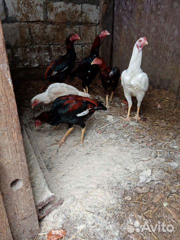 Бойцовский петушки