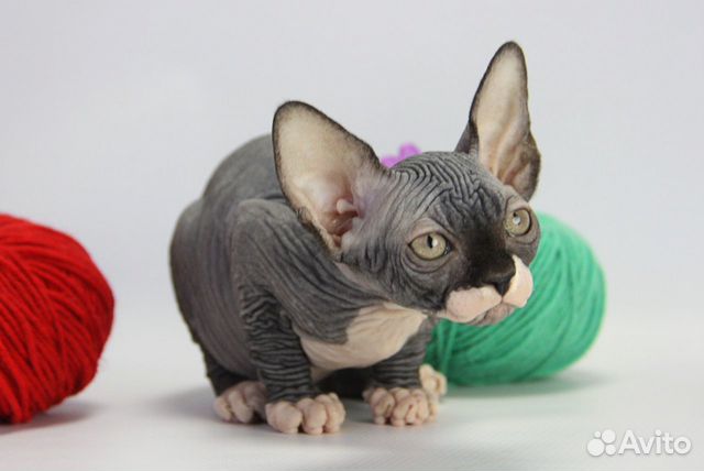 Викси - позитив на целый день :)