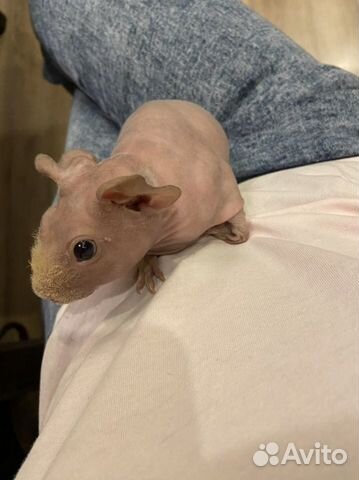 Морская свинка скинни бесплатно