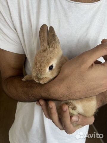Кролик карликовый торчеухий