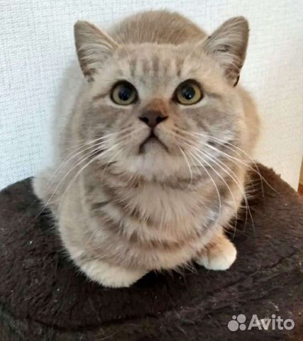 Британская