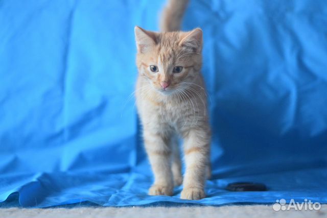 Веселый рыжик, 2.5 месяца