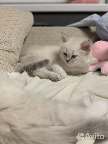 Невская маскарадная кошечка
