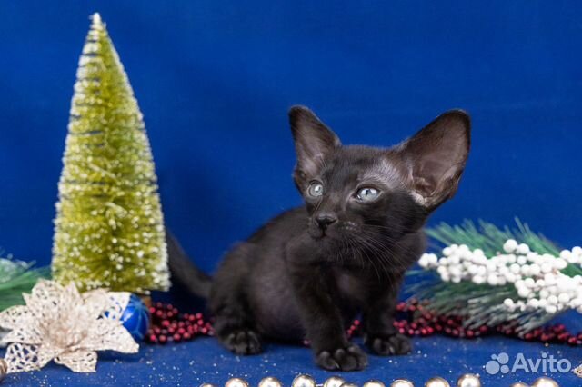 Ориентальные чудо котята