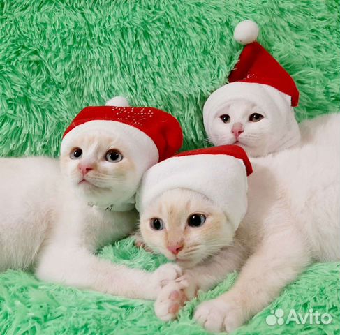 Тайские котята и ангорский котёнок ищут дом