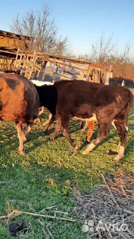 Телки и телята