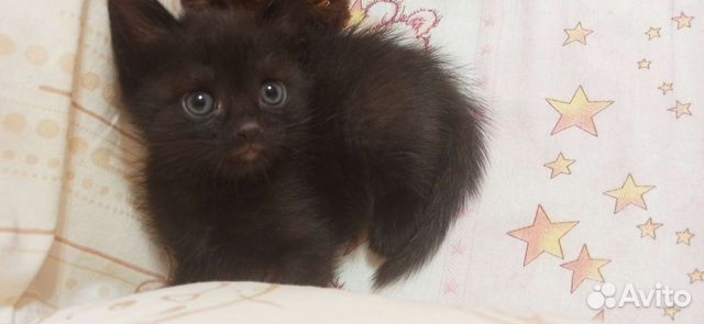 Кошки