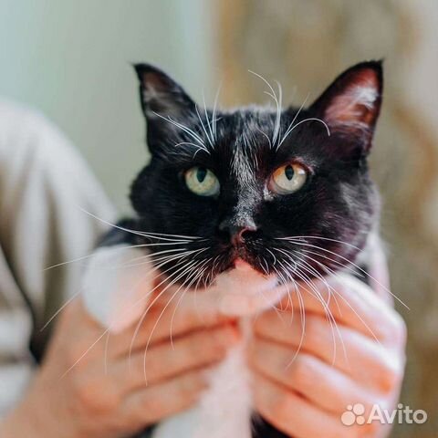 Котобарышня Коко