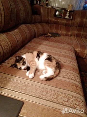 Кошка