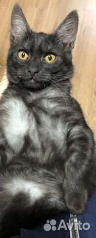 Черный котенок мальчик