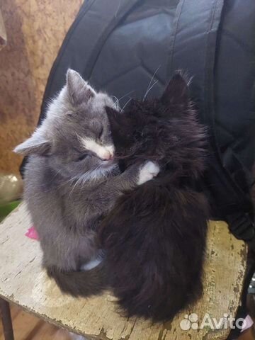 Кошка в дар