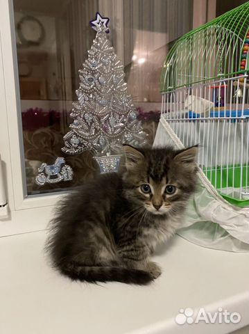 Котенок Жора