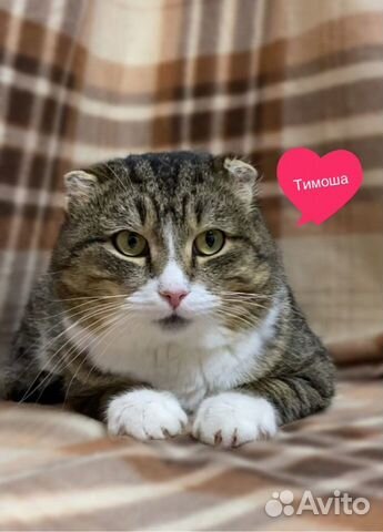 Ласковый котик