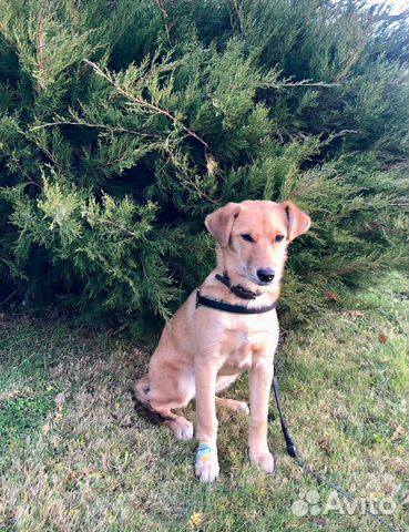 Щенки бесплатно в добрые руки