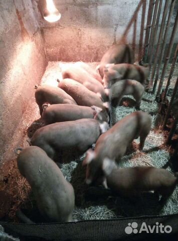 Продаются 32-х дневные поросята породы Дюрок