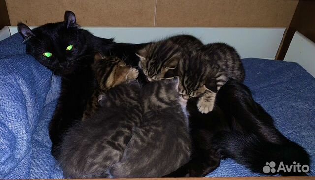 Котята Американский Кёрл,Бенгалы