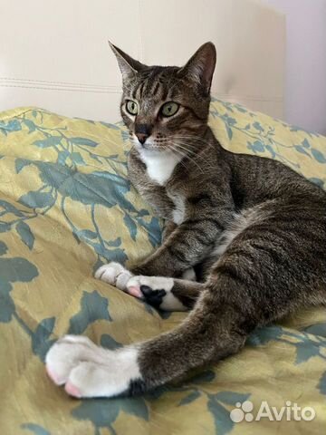 Зеленоглазый котёнок ищет дом