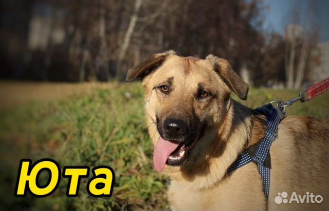 Простая собака никому не нужна