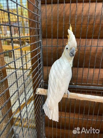 Попугай какаду