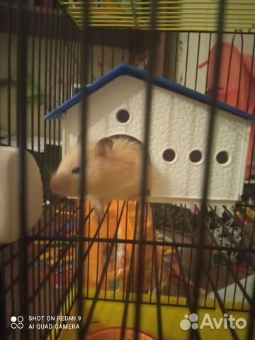 Сирийский хомяк с клеткой