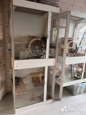 Шиншиллы пара + витрина