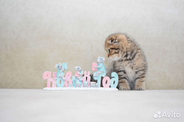 Шотландский мальчик. Вислоухий