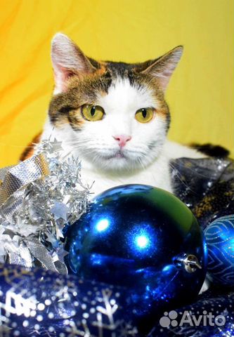 Кошка-Хозяйка