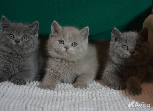 Британские медвежата