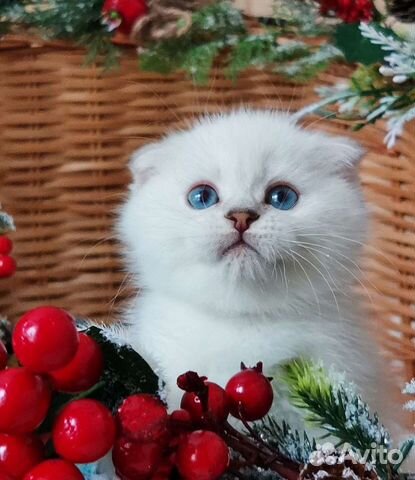 Шотландский котик Оливер