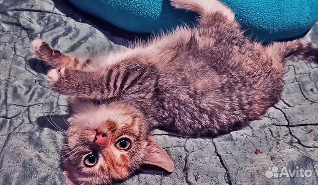 Котенок Аврора