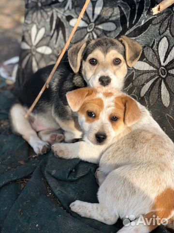 Маленькие девочки ищут дом