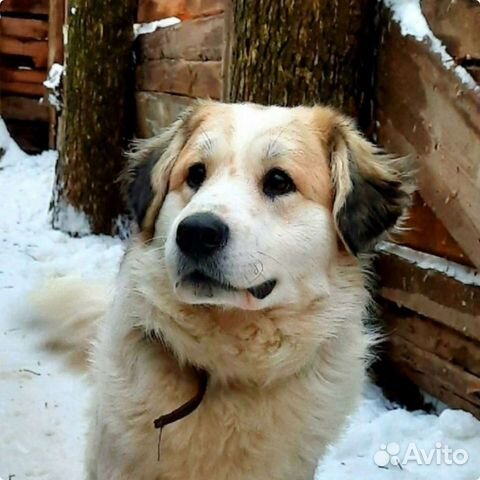 Собака бесплатно