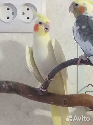 Попугай корелла