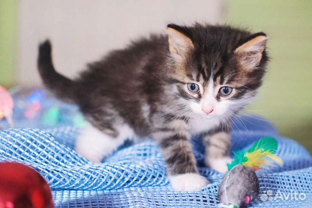 Милашик в добрые руки. Привезу