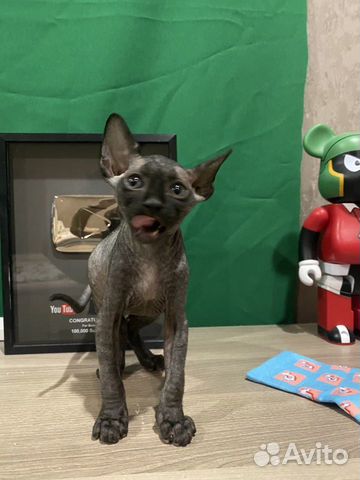 Канадский сфинкс котёнок