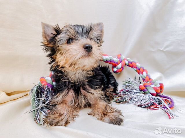 Йоркширский терьер щенки (РКФ)