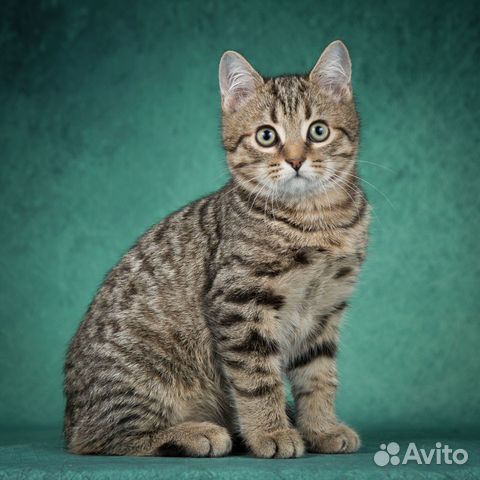 Котенок Буран от мамы британской породы в дар