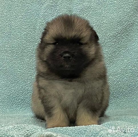 Собаки щенки шпиц