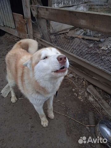 Хаска отдам бесплатно мальчик