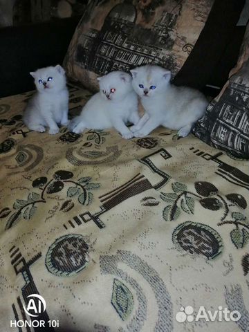 Домашние животные кошки