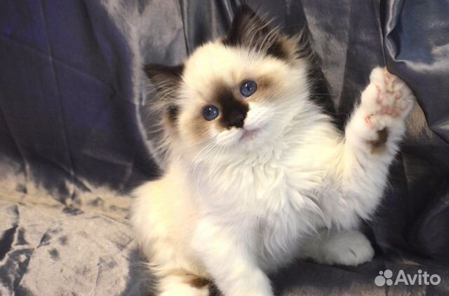 Котенок Ragdoll, ласковый малыш с документами